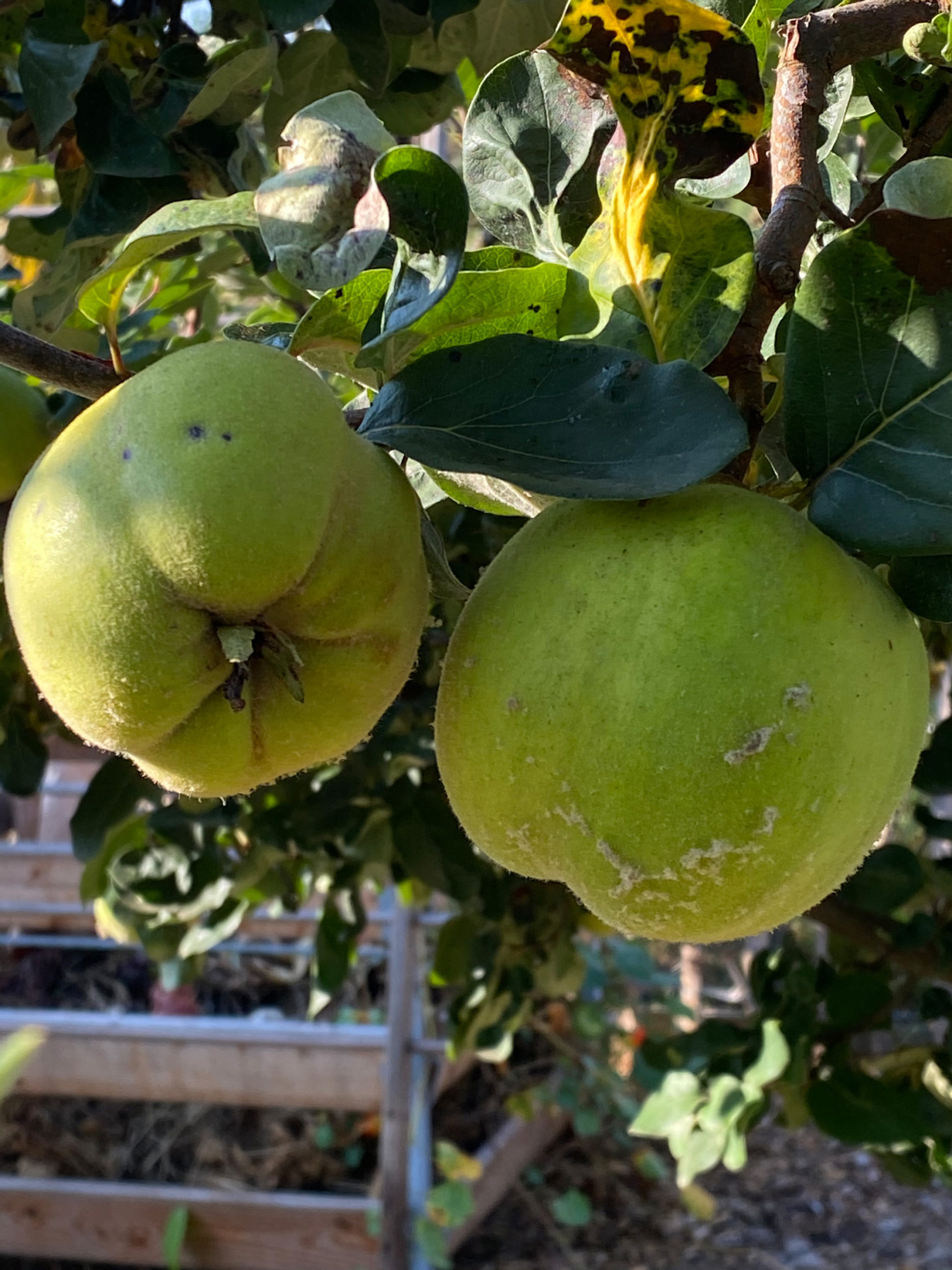 Quittengelee selber machen: Ein leckeres Rezept