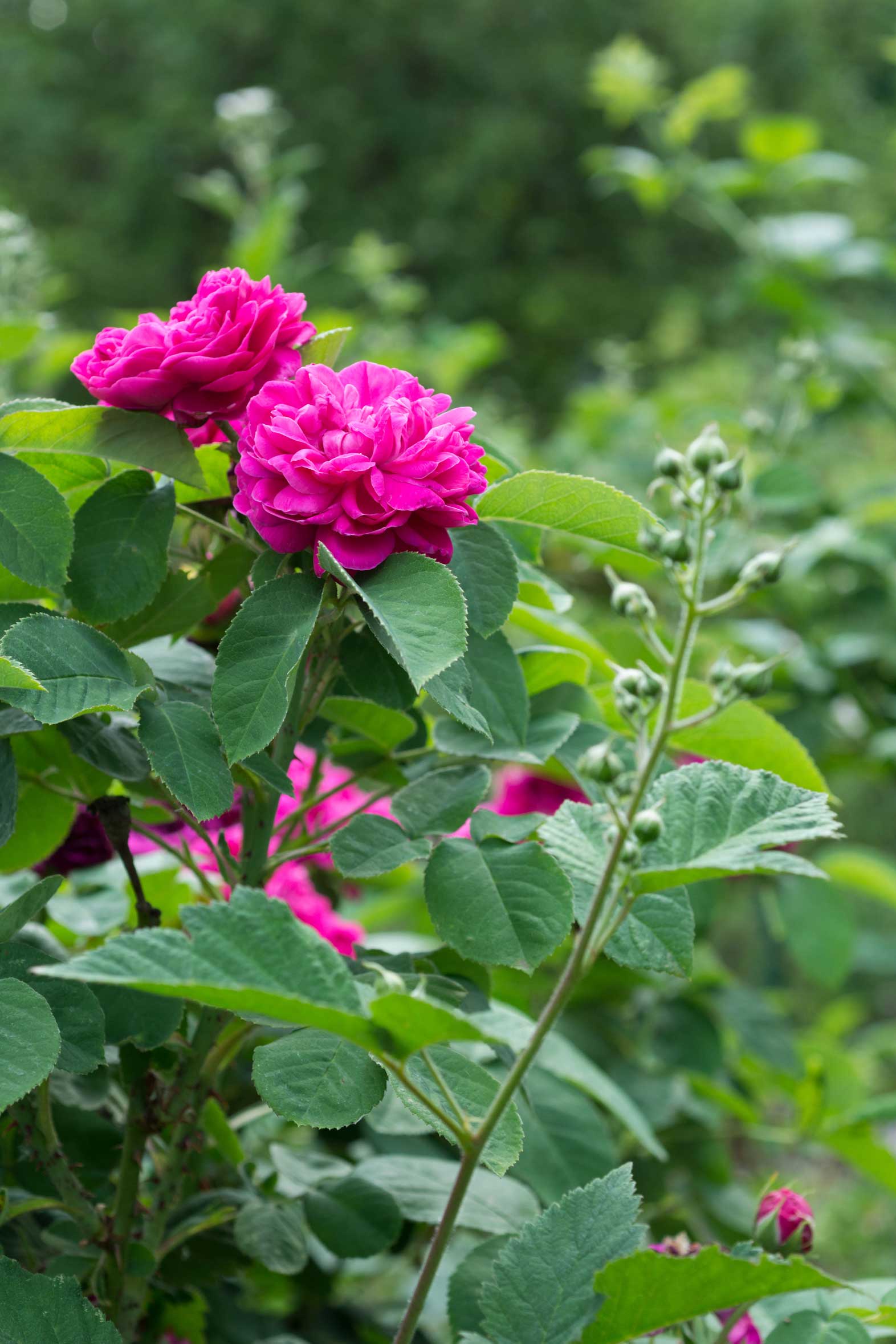 Rose De Resht Schneiden