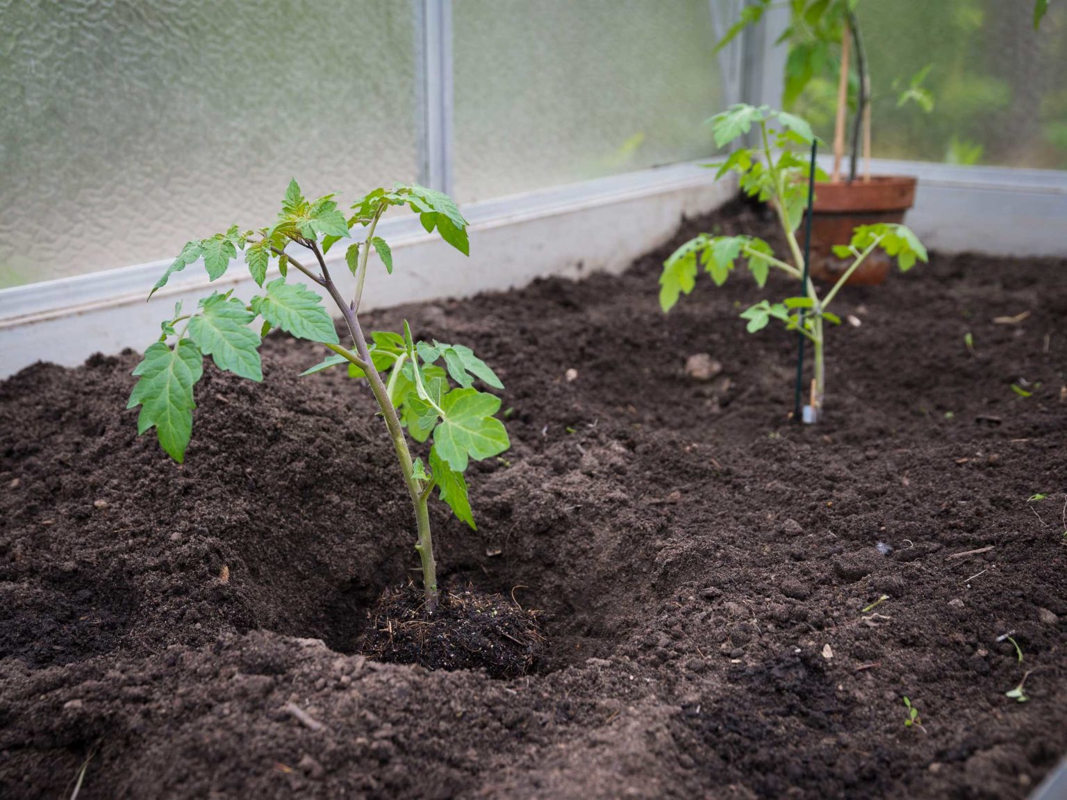 Tomaten Pflanzen Klein