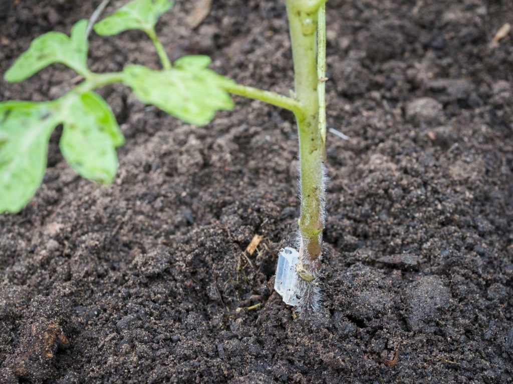 Tomaten pflanzen und pflegen: Anleitung rundum den Anbau