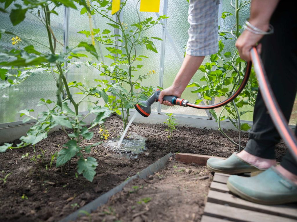 Tomaten pflanzen und pflegen: Anleitung rundum den Anbau