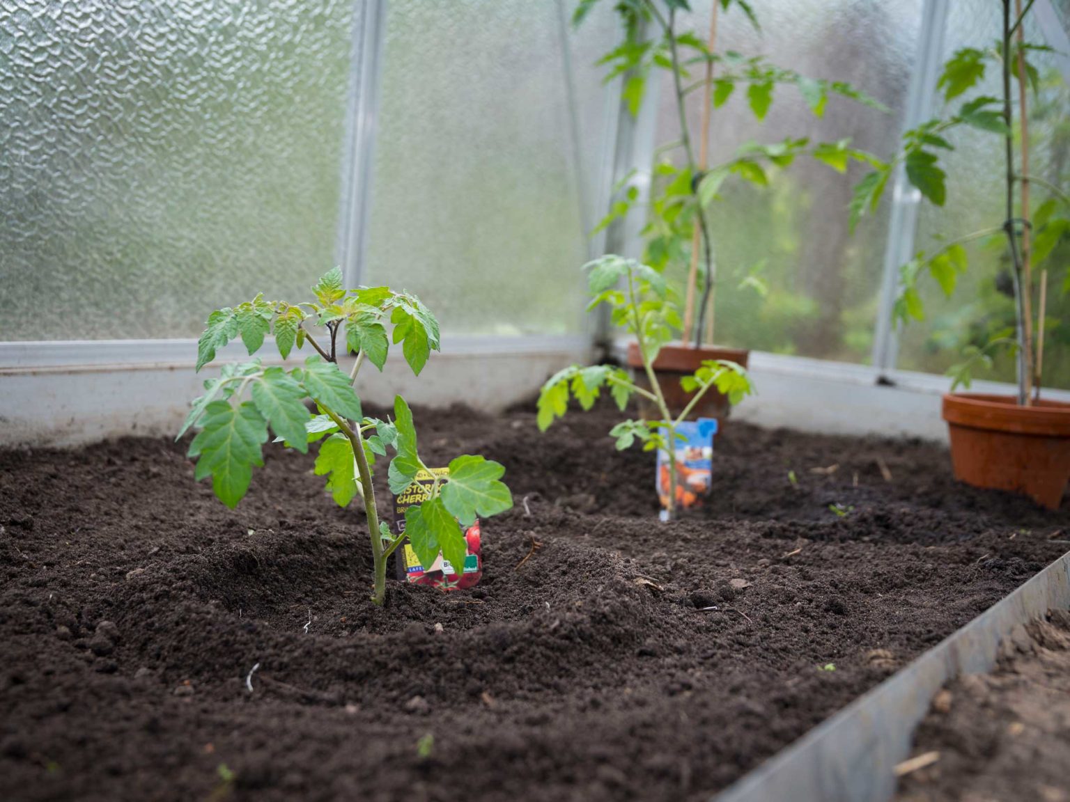 Tomaten Pflanzen Blatter